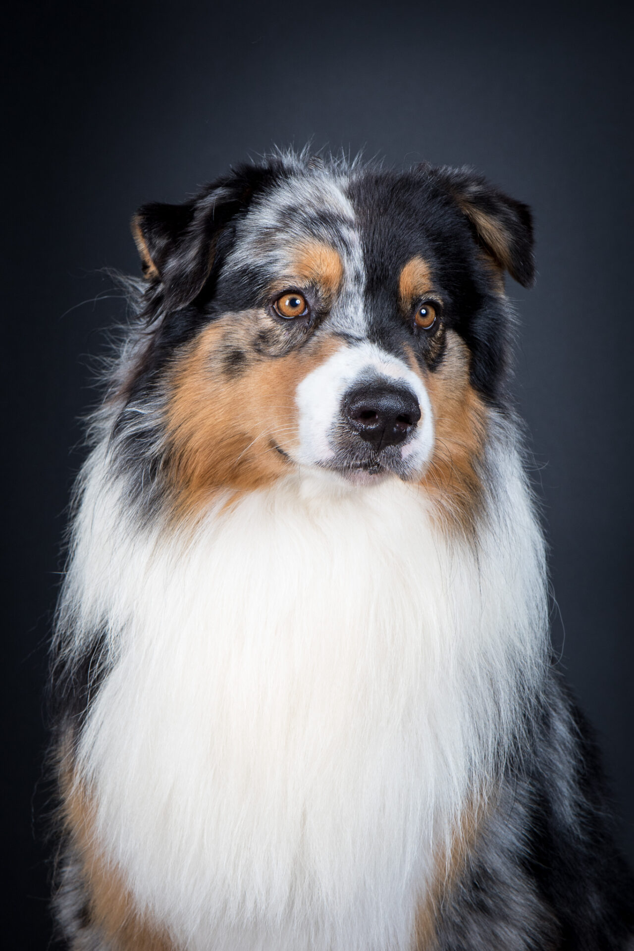 Les couleurs du berger australien | CFBA