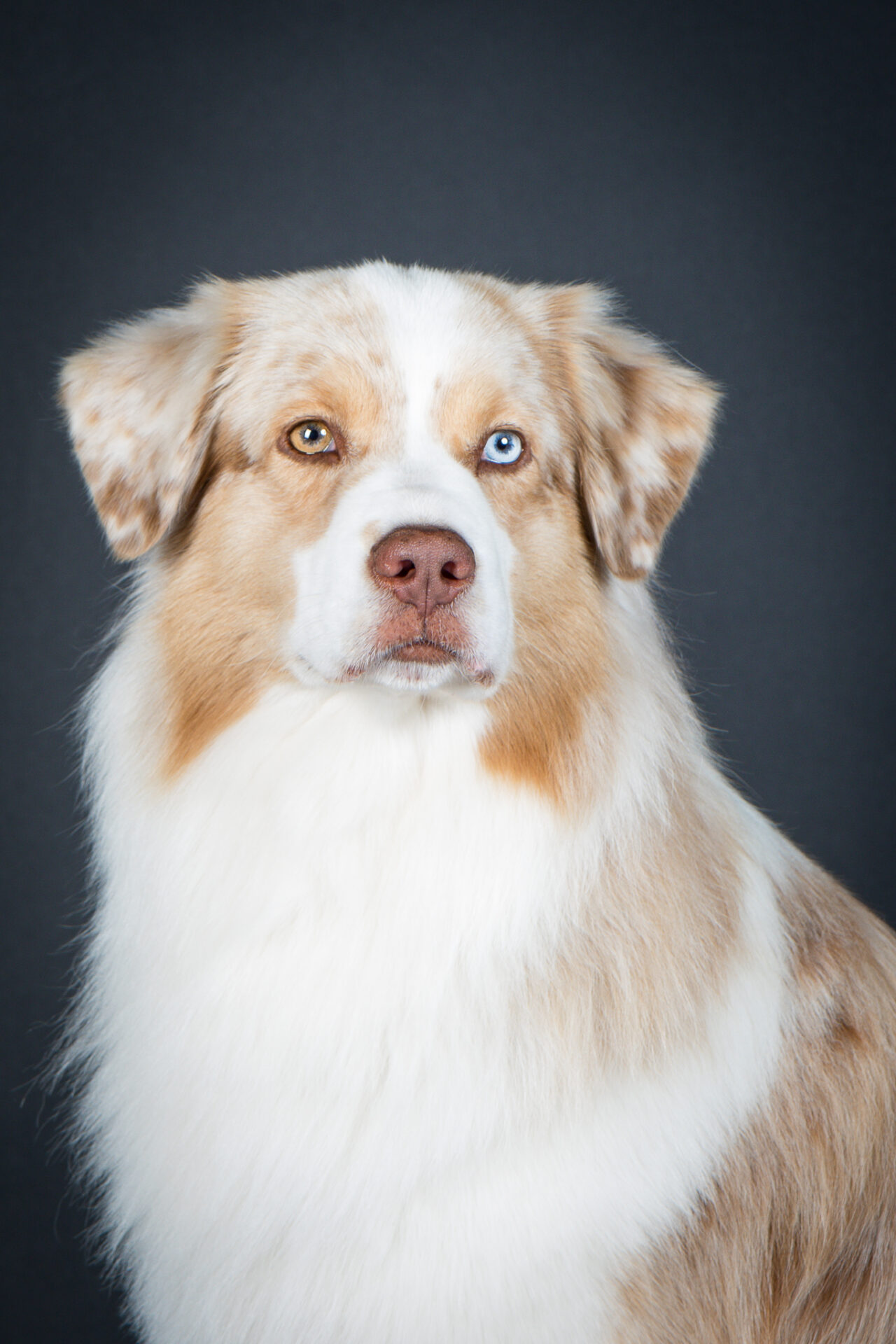 Les couleurs du berger australien | CFBA